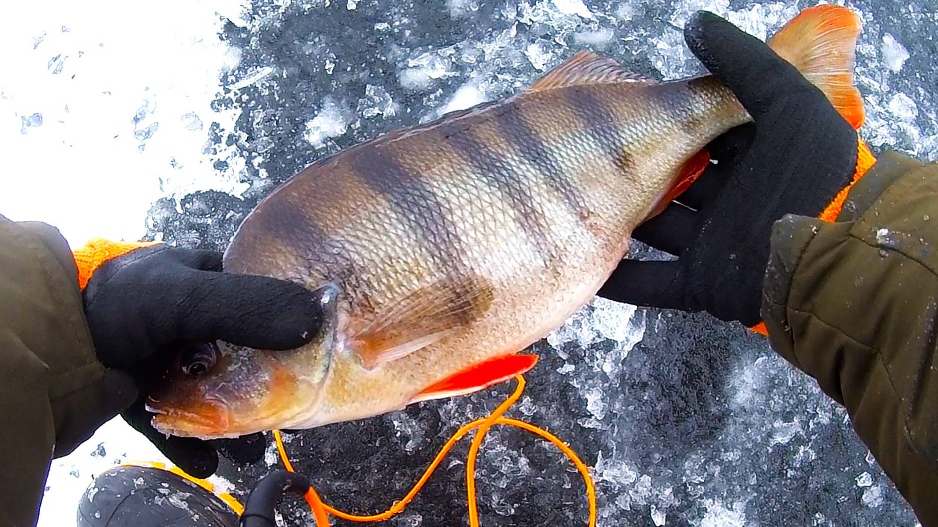 ЗИМНЯЯ РЫБАЛКА. ОКУНЬ НА БАЛАНСИР. КУЙБЫШЕВСКОЕ ВОДОХРАНИЛИЩЕ #FishingHolidays #окунь #зимняярыбалка