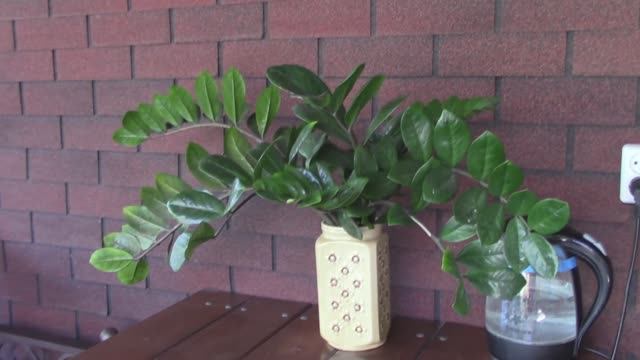 Омолаживаю замиокулькас.