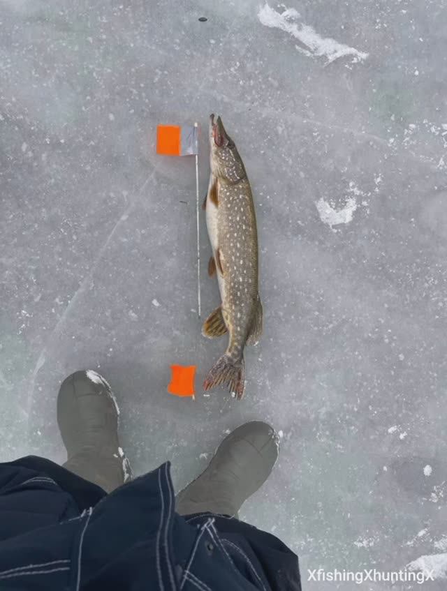 Щука на жерлицу