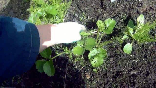 05 06 2018г рассада, клубника и новые сорта