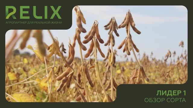 обзор сои сорт ЛИДЕР 1