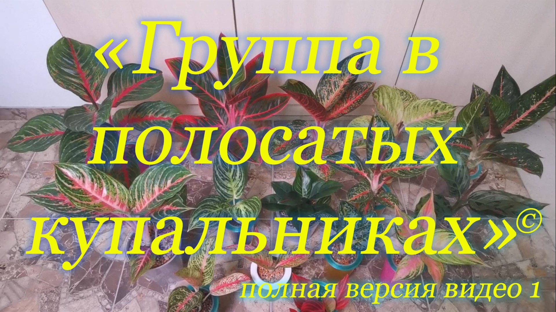 "Группа в полосатых купальниках"