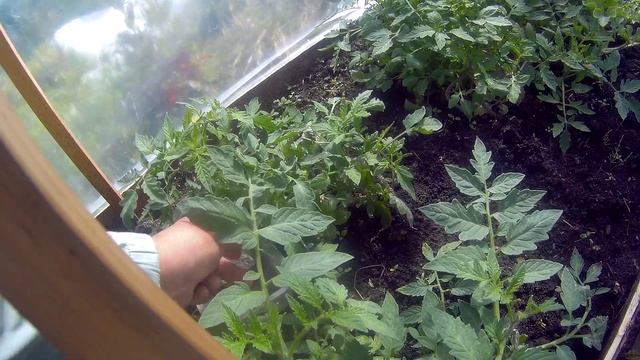 )8 07 2018г. гортензия, рододендрон, огород.