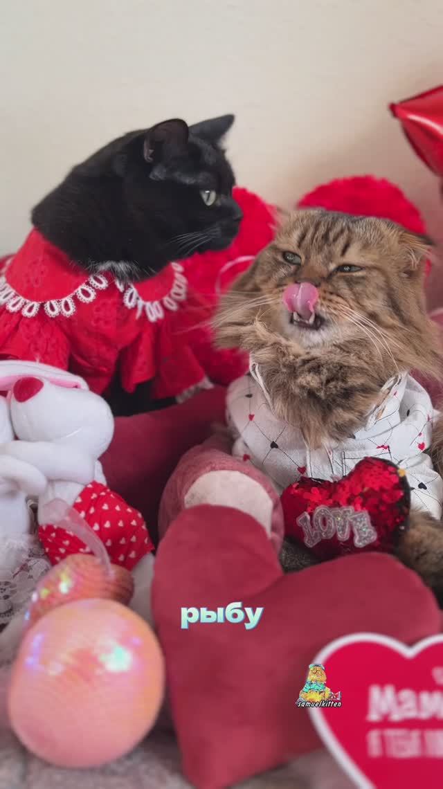 О каком подарке вы мечтаете?😻