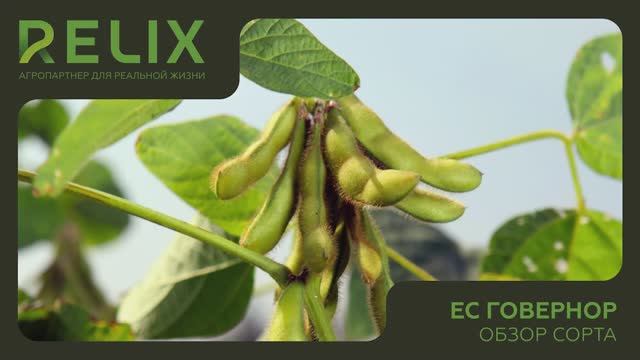 обзор сои сорт ЕС Говернор