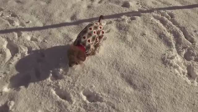 Choki Игры на снегу с Почи