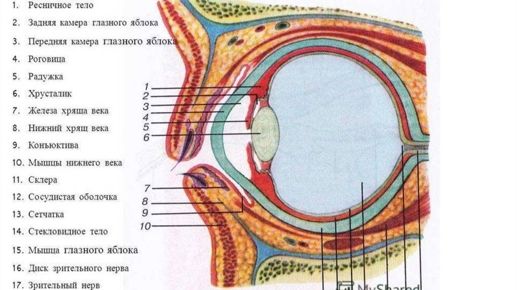 OPENEYE_Дисфункция мейбомиевых желез. Часть 2.