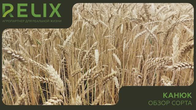 обзор яровой пшеницы сорт Канюк