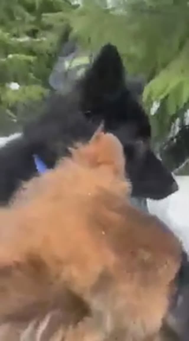 Собаки на мотособаке