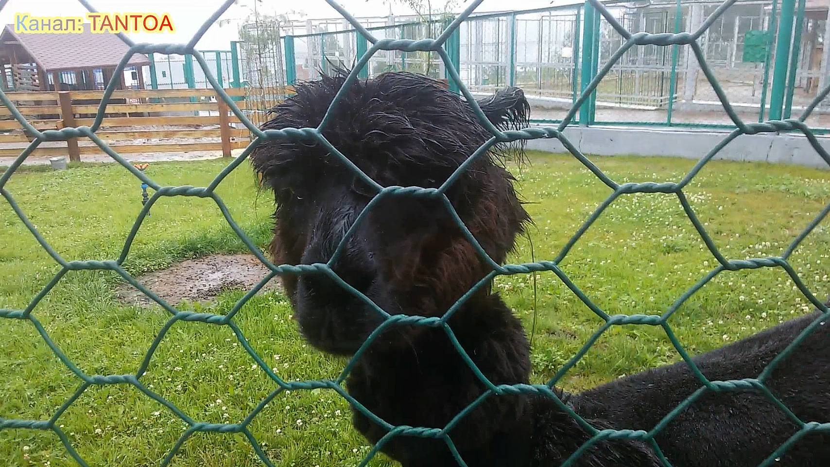 Поход в зоопарк Красноярск - запечатлел как надо мной ржет зебра ;) а лось обиделся на меня (