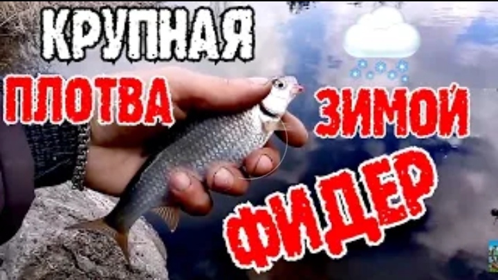 Ялта рыбалка. Ловля плотвы зимой. Фидер. Рыбалка.