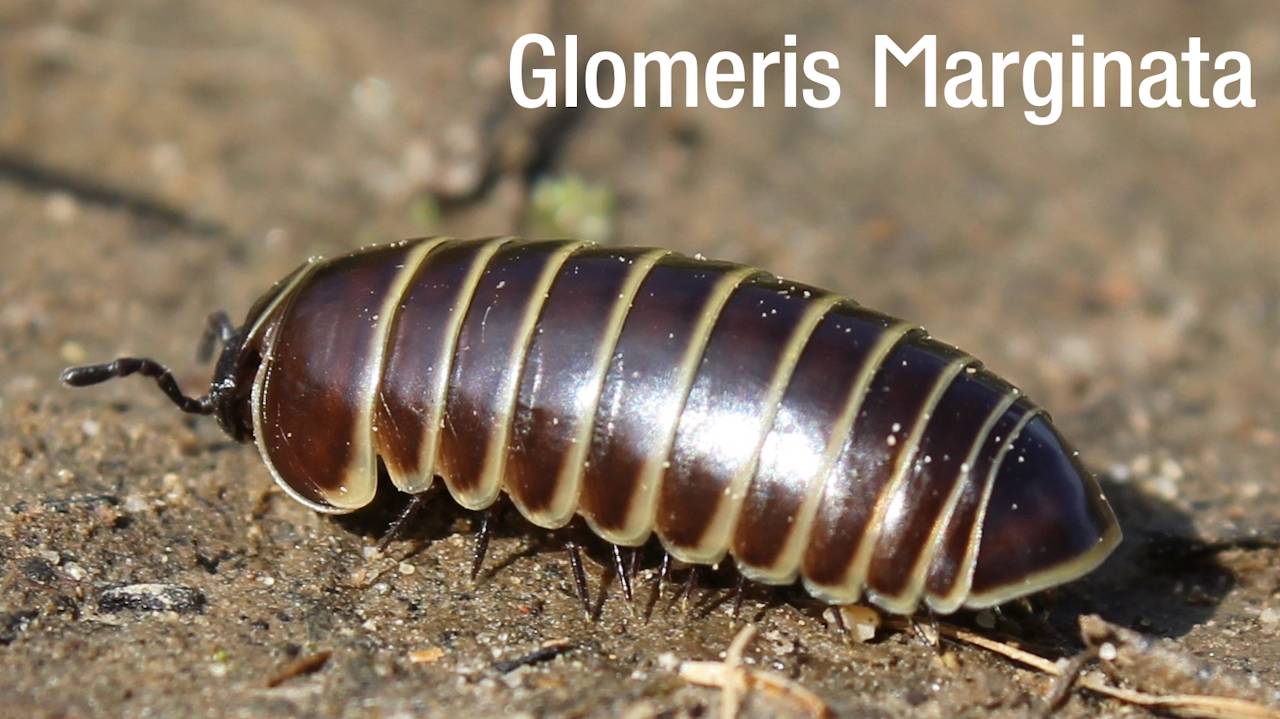 Pill Millipede Glomeris marginata