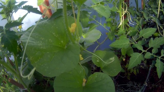 16 07 2018г опыление растений вручную