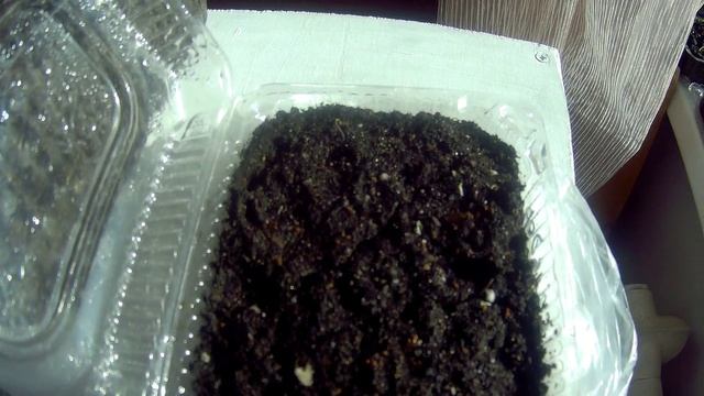 09 03 2018г. рассада, полка для рассады.