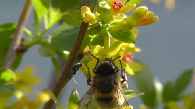 Весна идет - весне дорогу!!!