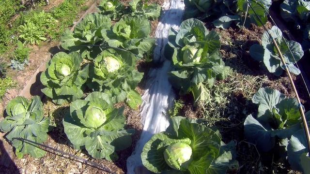 30 08 2018г капуста сорт Малахит ранняя.