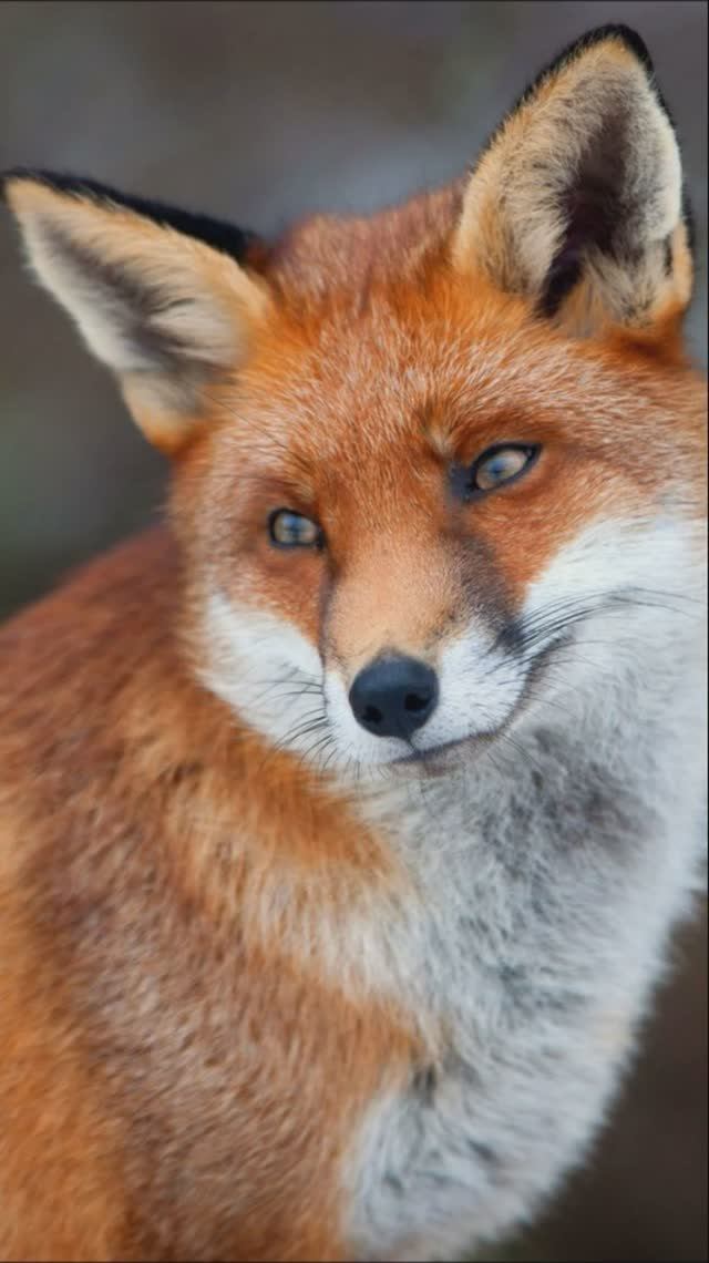 Звук Лисы. Крик Лисы. Как Говорит Лиса