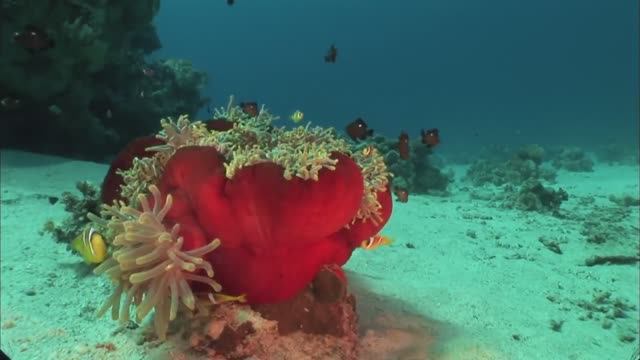 О, Мир подводный, ты прекрасен!!!