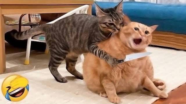 4 - Новые приколы 2025 Смешные и милые домашние животные ТОП 10 Коты, собаки и море смеха