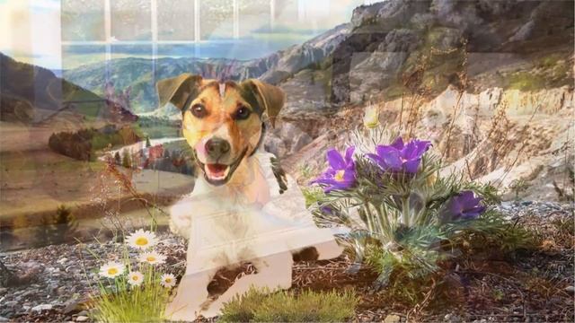 Эльбрус Джанмирзоев и Alexandros Tsopozidis - Бродяга