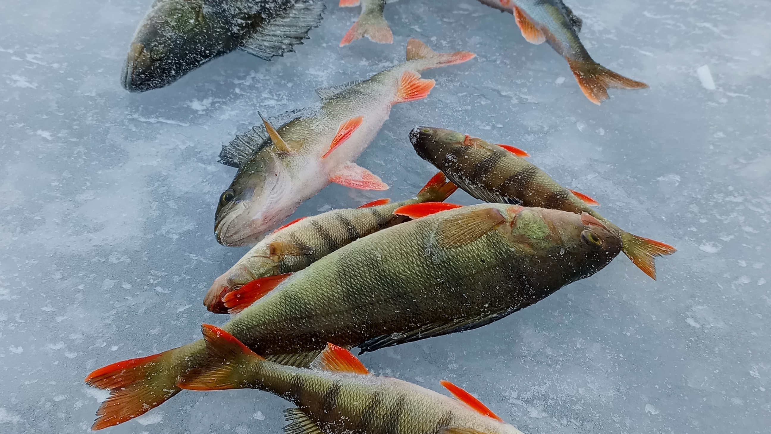 в поисках окуня.
