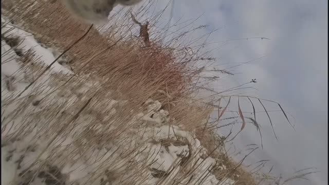 В поисках фазана