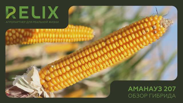 обзор кукурузы Аманауз 207