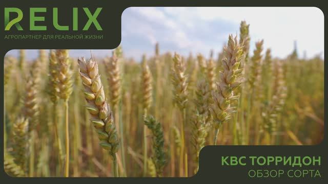 обзор яровой пшеницы сорт КВС Торридон
