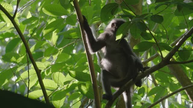 "Тропики"
9 серия - Очарование живой природы