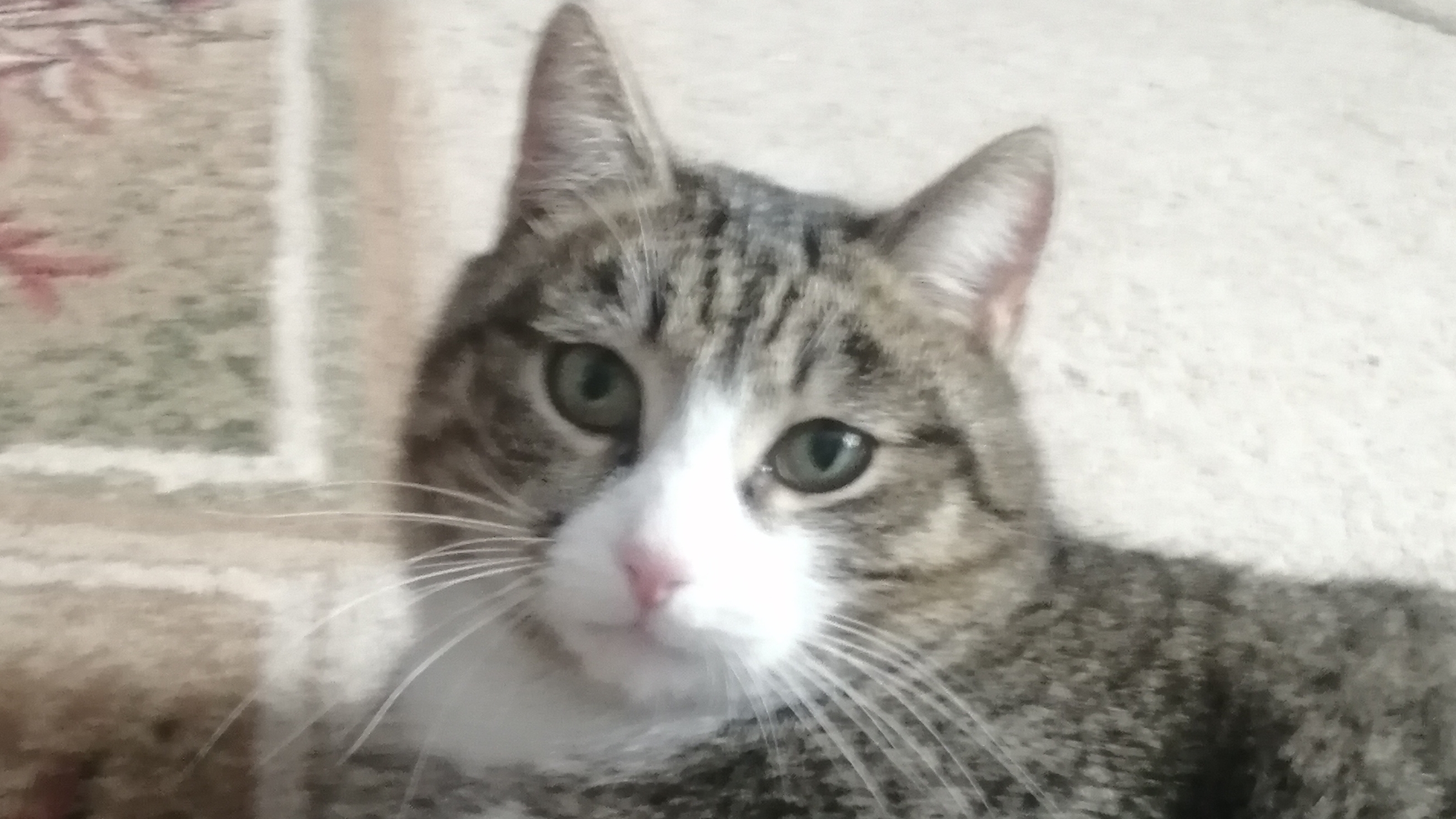 Играю с котом (бусей) пока папа спит?