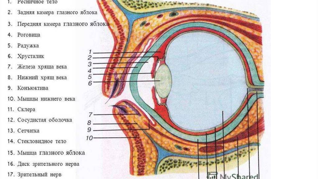 OPENEYE_Дисфункция мейбомиевых желез. Часть 3