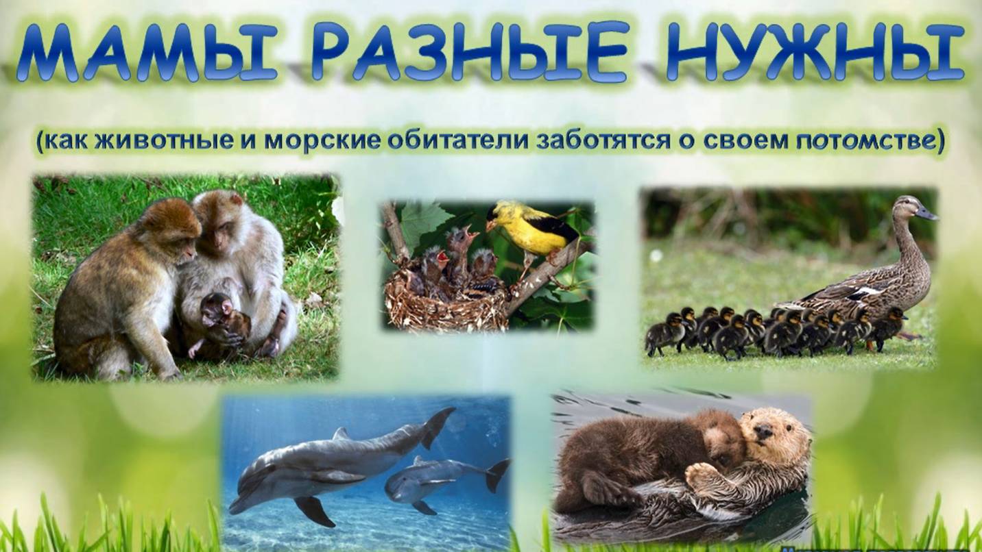 Мамы разные нужны. Как животные и морские обитатели заботятся о своем потомстве
