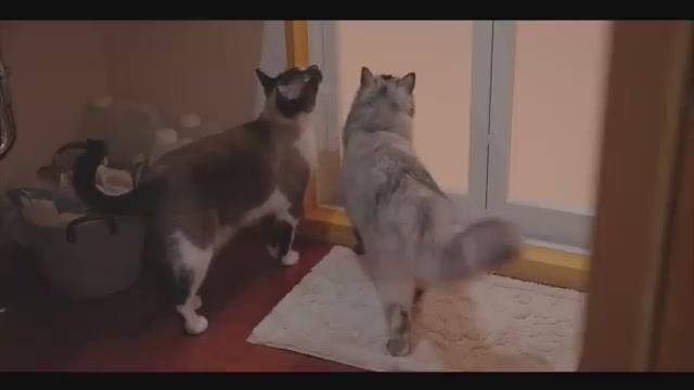 Choki Веселый пятничный вечер в одиночестве