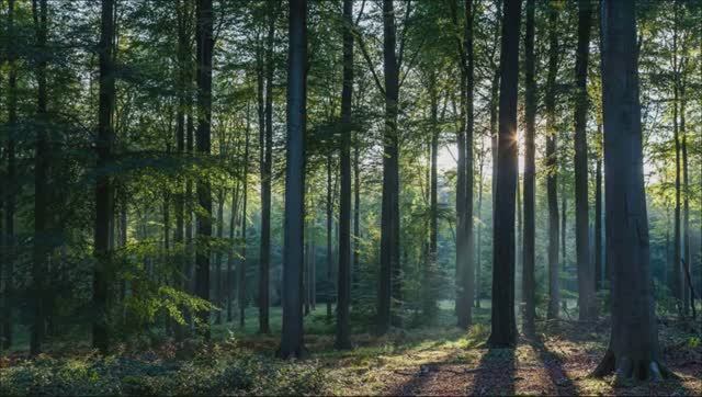 Звук Ветра в Лесу. Белый Шум для Сна