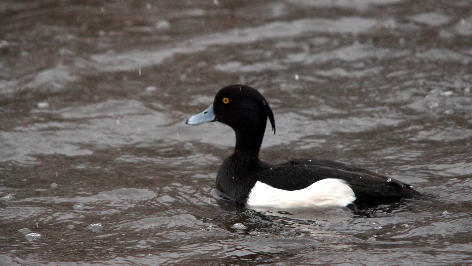 12.02.2025. К.В. Авилова, Итоги зимнего учёта водоплавающих птиц в Москве, Часть-2