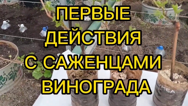 ПЕРВЫЕ ДЕЙСТВИЯ С САЖЕНЦАМИ ВИНОГРАДА.