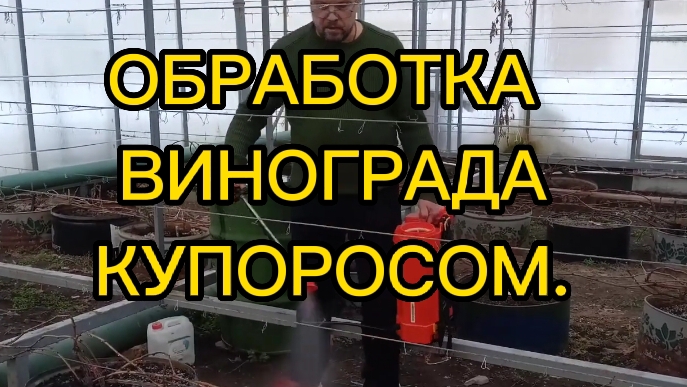 ОБРАБОТКА ВИНОГРАДА КУПОРОСОМ.