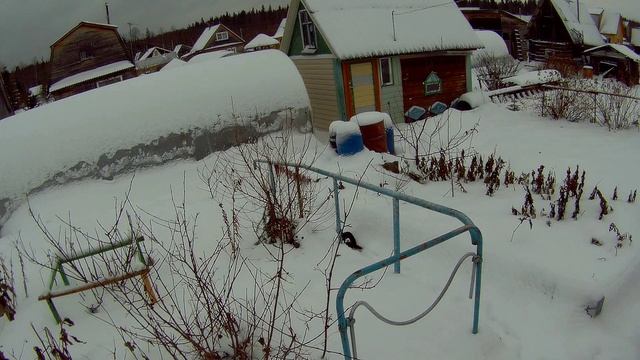 29 11 2019 Кормлю котят.