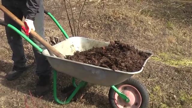 Как ухаживать за голубикой весной