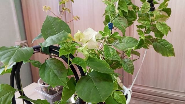 До красоты пока что далеко...🤗🌸💮🏵️