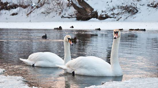 "Два лебедя" Авторская песня Юрия Старцева