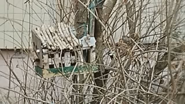 Воробьи, лазоревки синички,все довольны семечек на всех хватит.