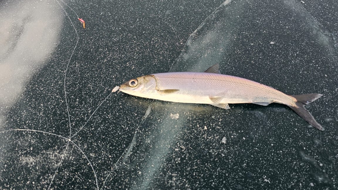 Рыбалка 🎣 тестирование светящиеся силикон от Рината