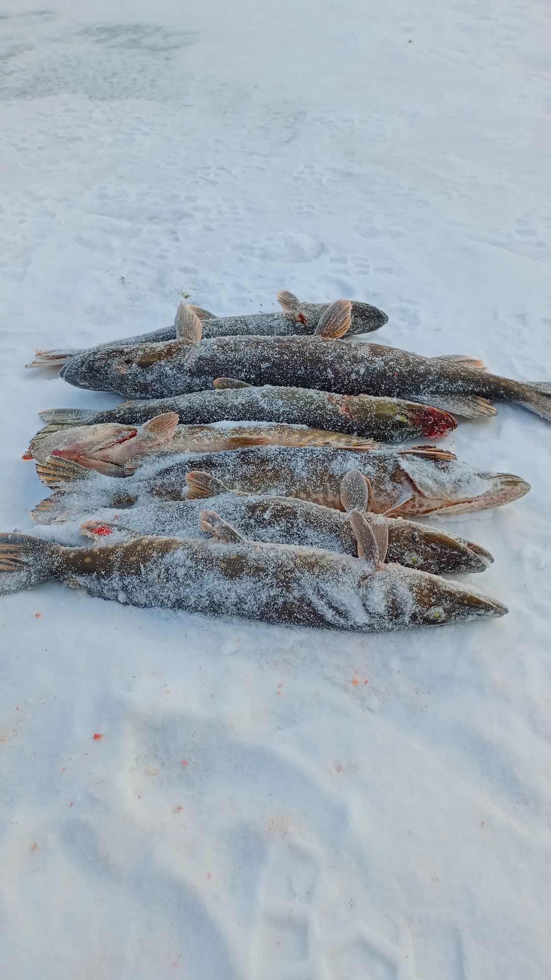 щука на капканы