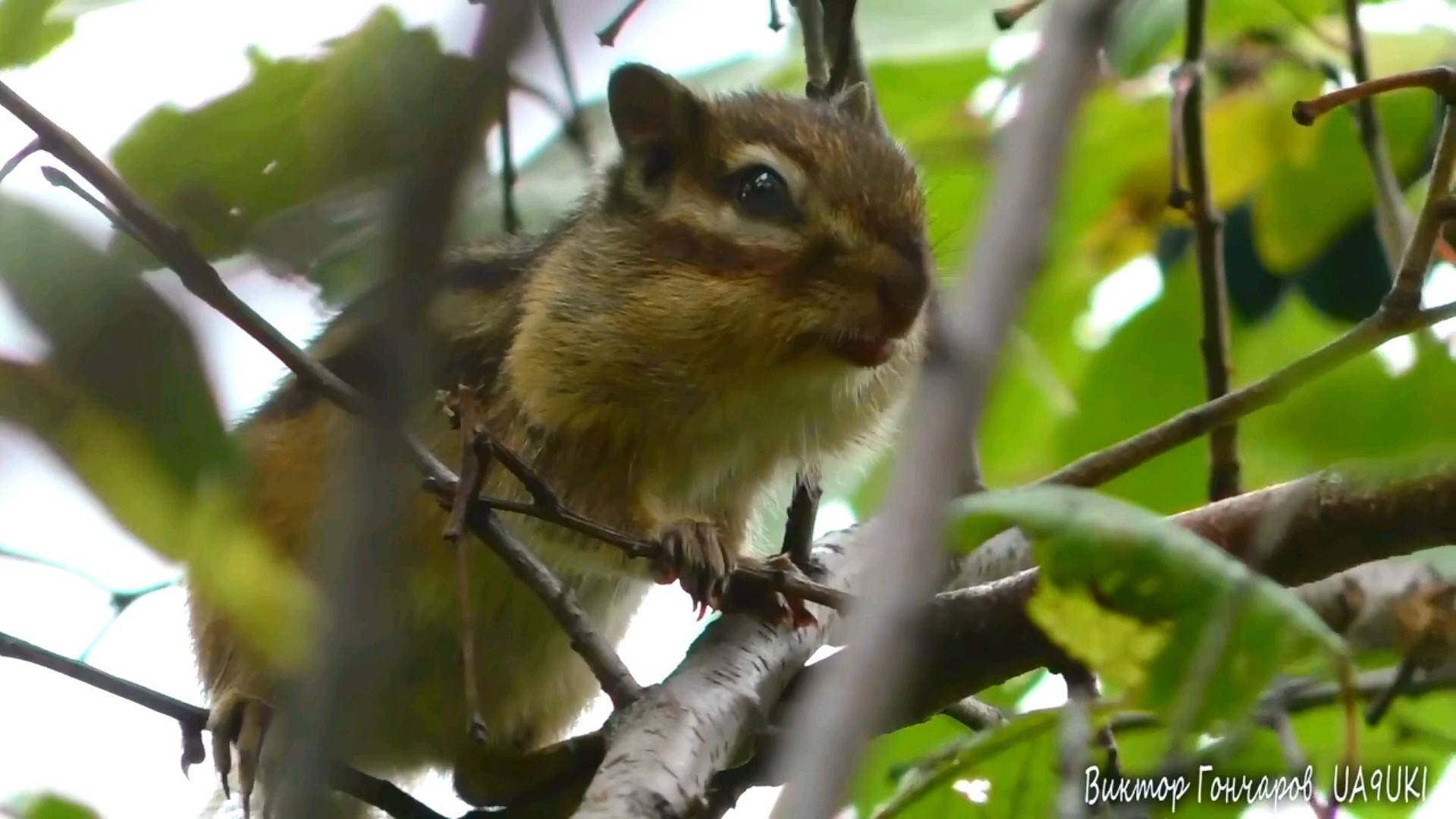 Экстремальная поездка