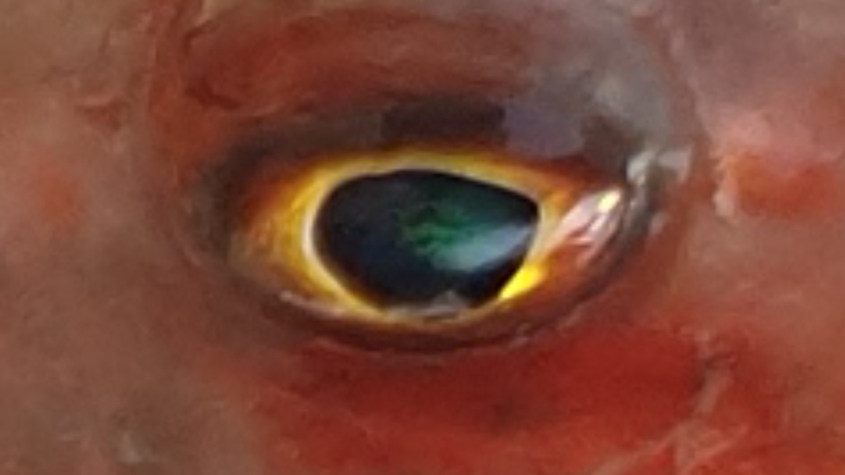 Тригла (Морской Петух)