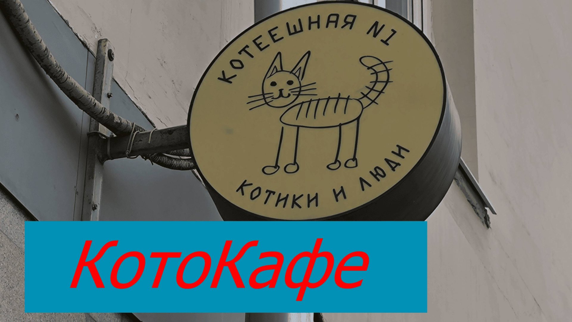 КотоКафе. Видео для тех, кто любит котиков.