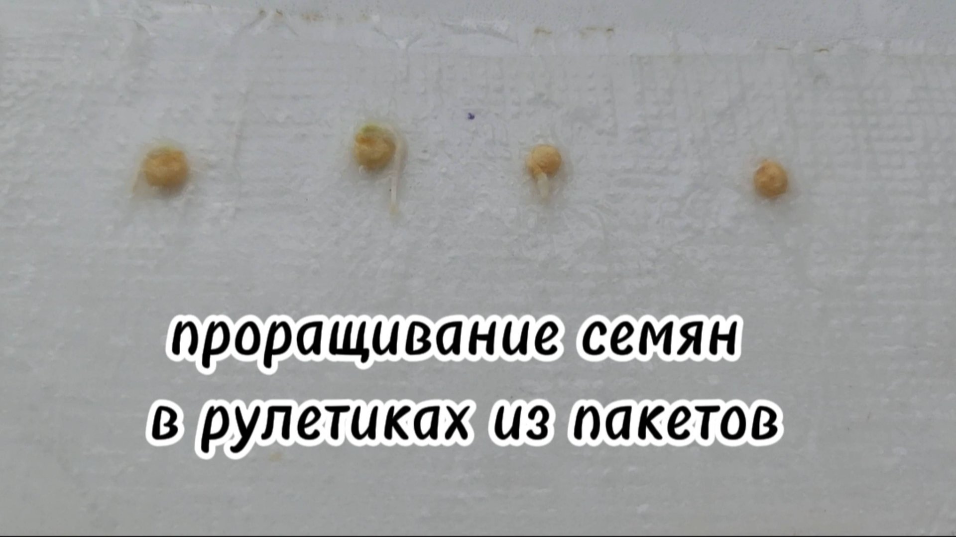 Семена прорастают в рулете из пакета