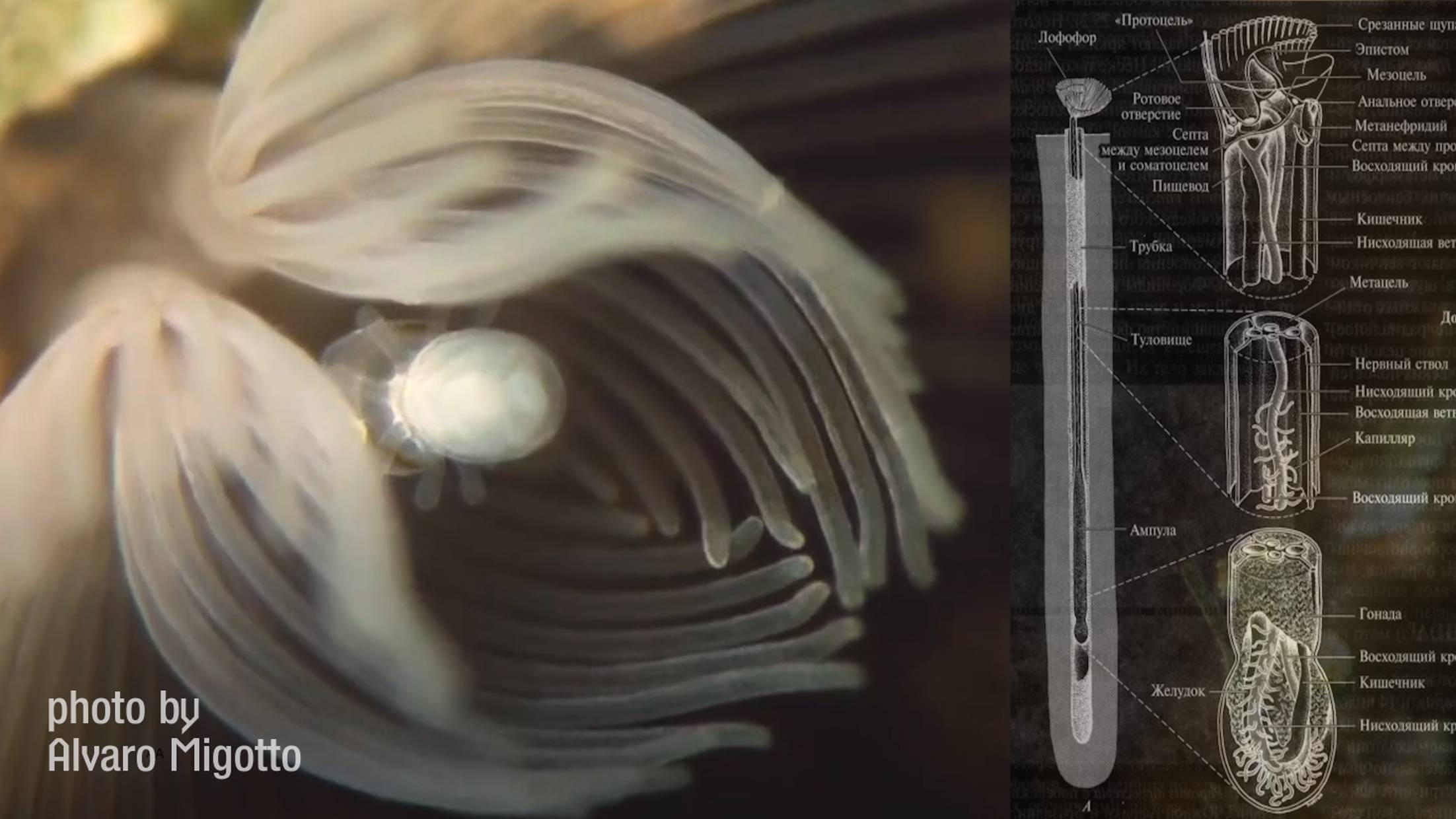 Horseshue worm Phoronis hippocrepia