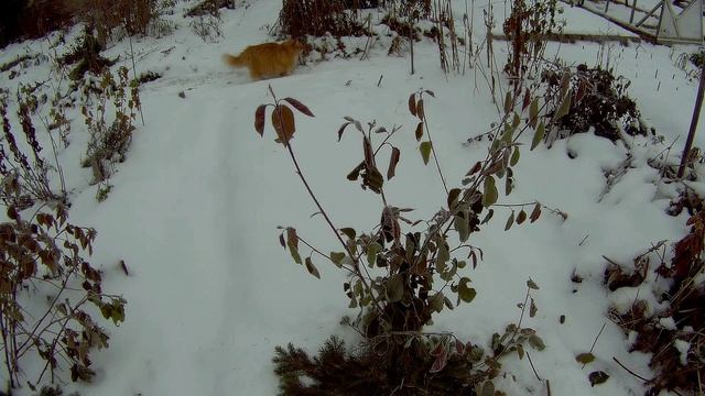 05 11 2019г итоги посадки саженцев